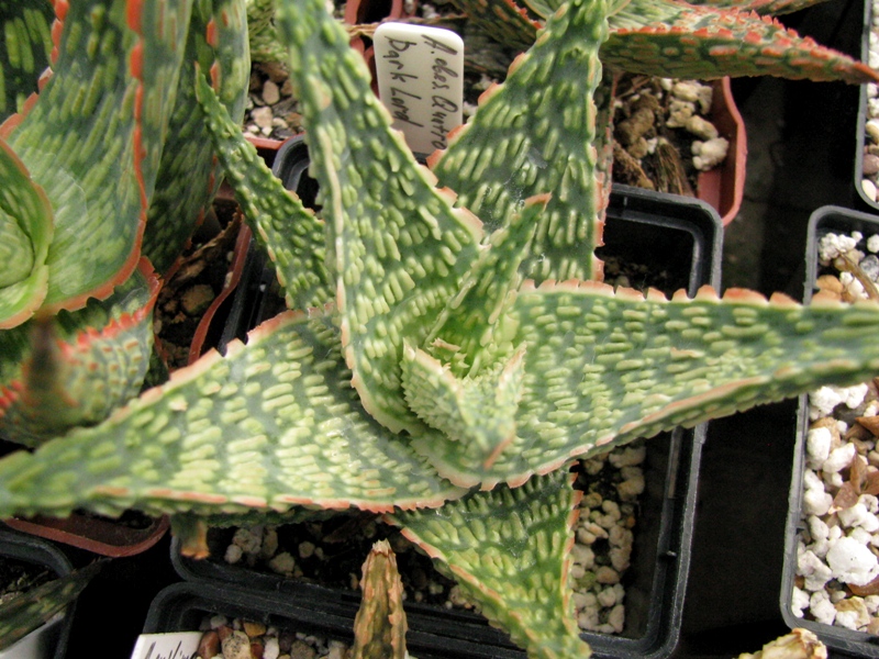 Aloe cv. Bright Ember’ | Raritet-plants
