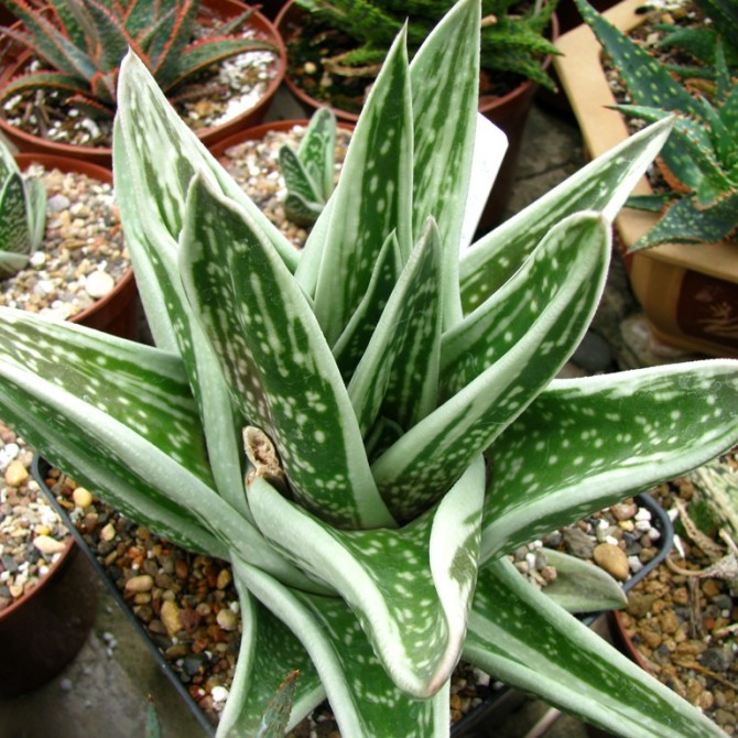 Gasteraloe Green Ice | Raritet-plants